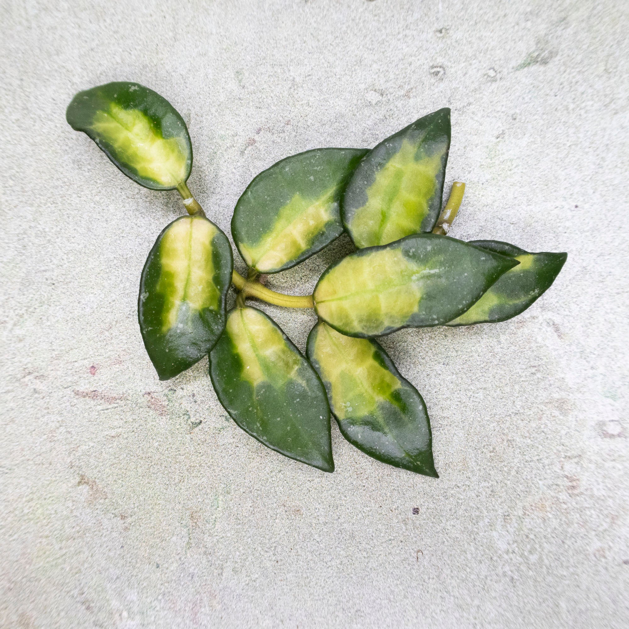 Hoya Lacunosa Golden Flame – Hoya Cuttings