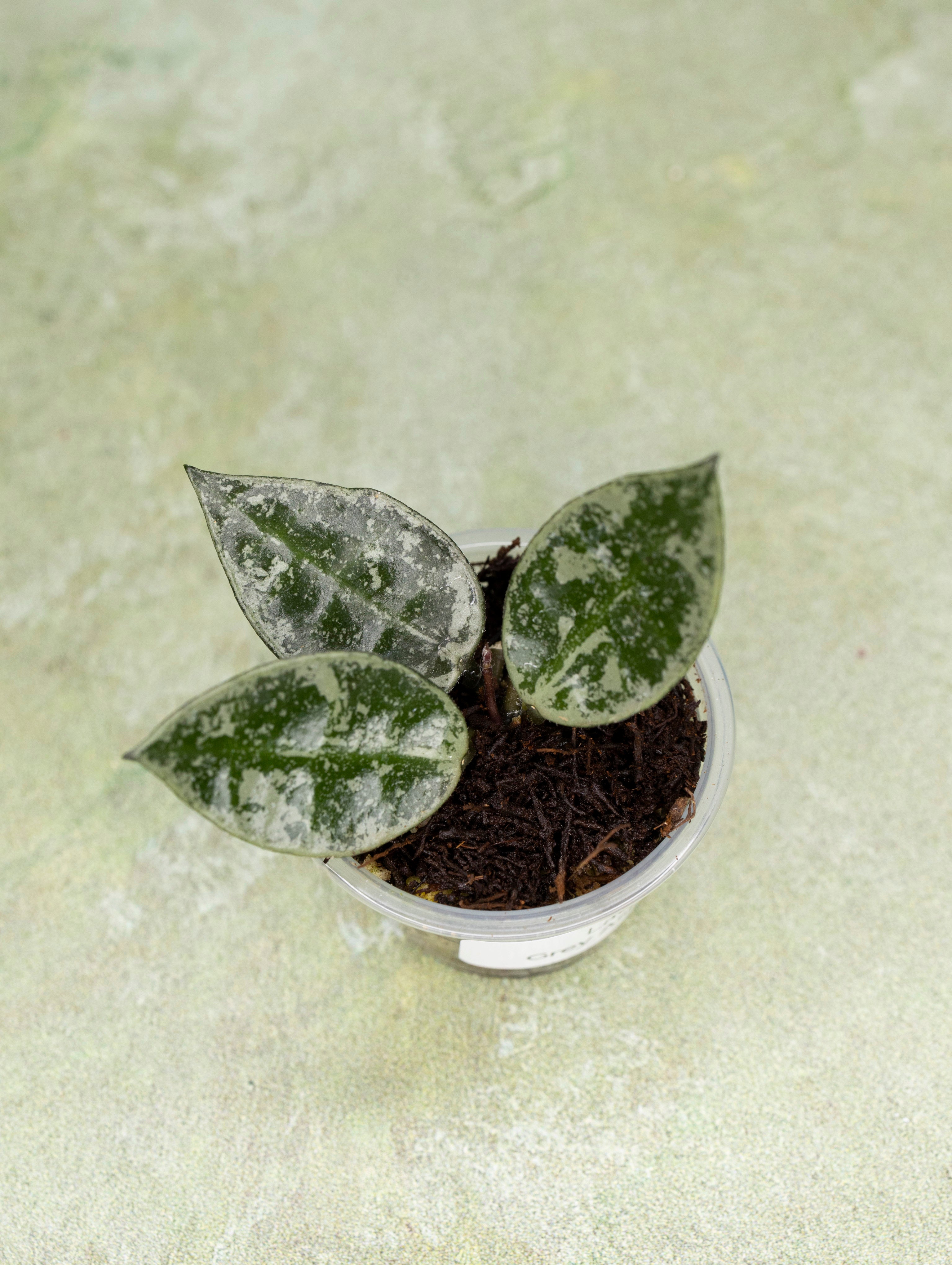 Hoya Lacunosa Grey Ash Splash (Lightly Rooted) – Hoya Cuttings