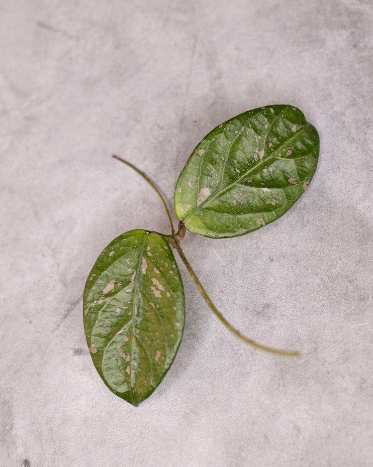 Hoya Cuttings - Handpicked for Your Blooming Collection