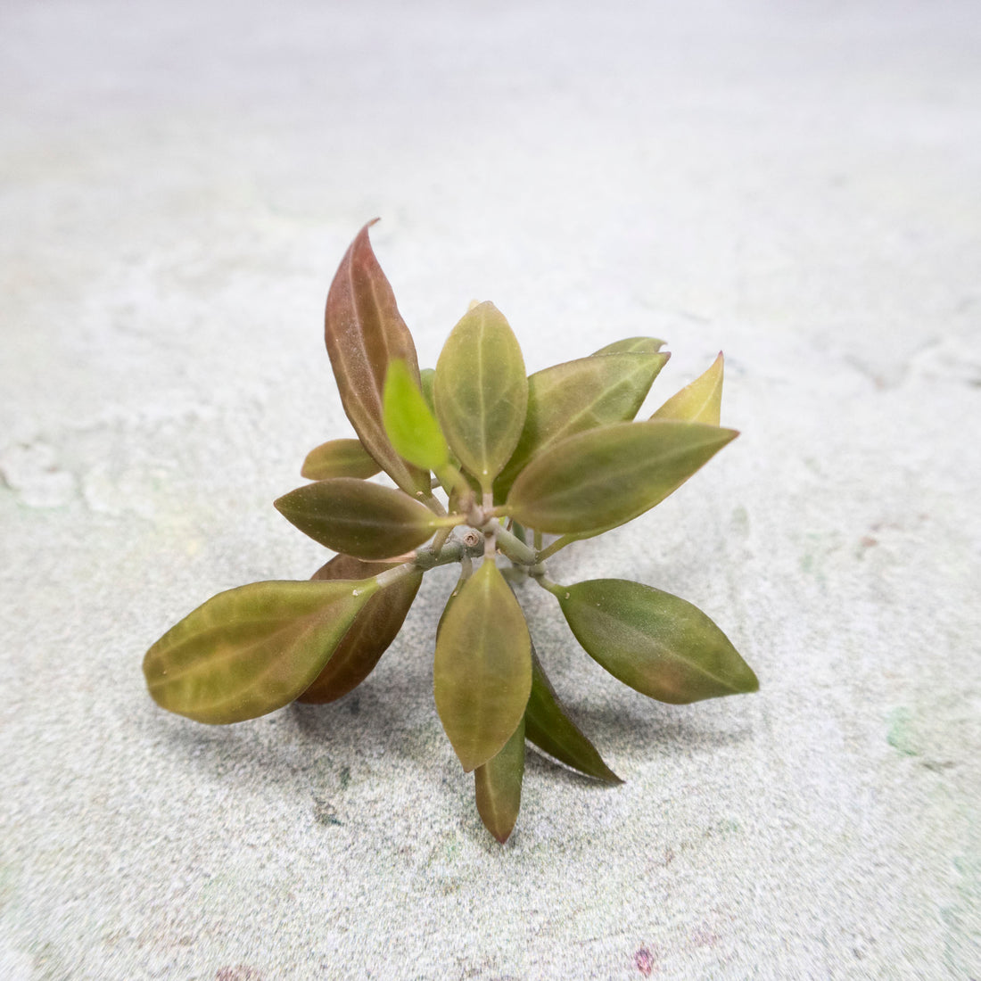 Hoya Cuttings - Handpicked for Your Blooming Collection