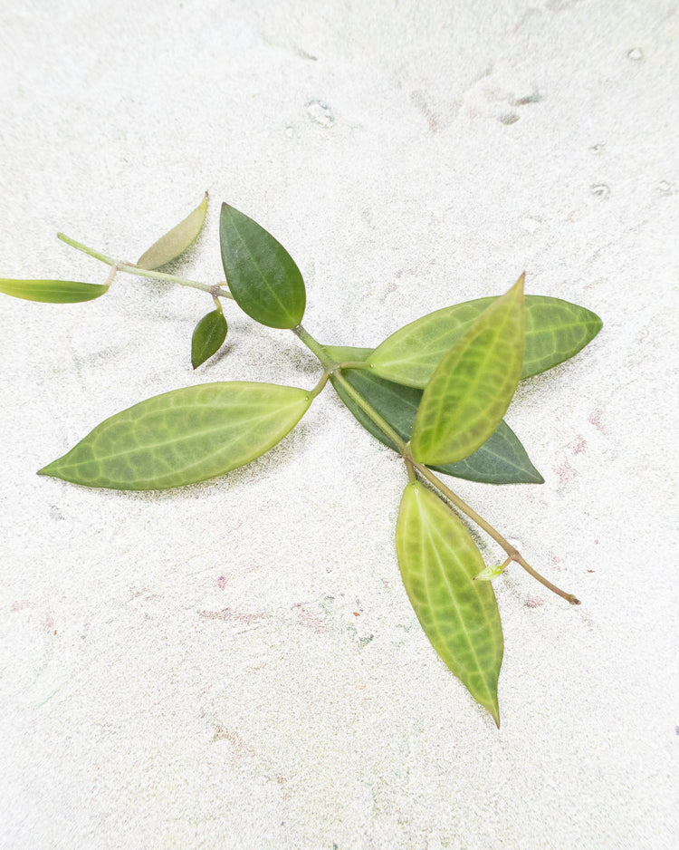 Cuttings – Hoya Cuttings