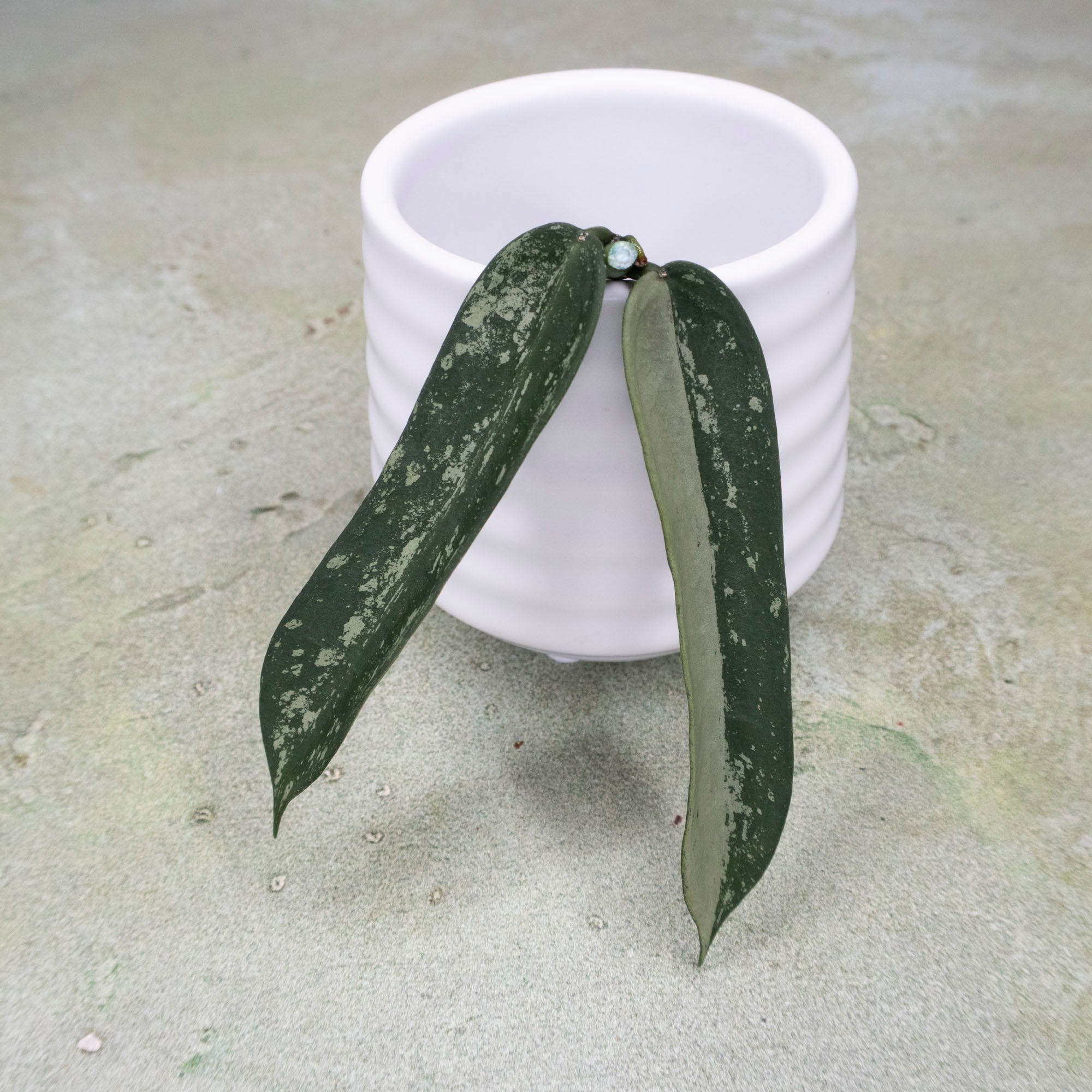 Hoya Pandurata Silver Splash – Hoya Cuttings