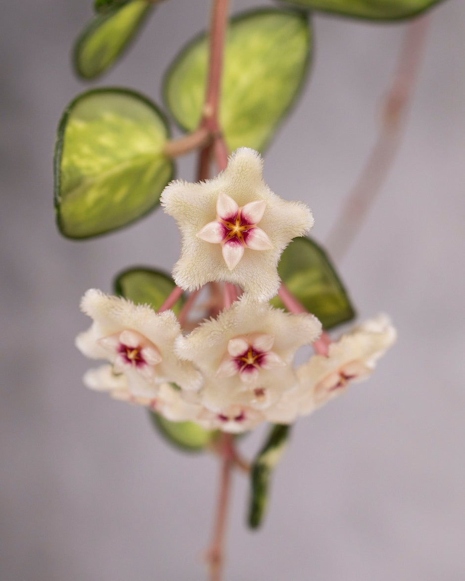 Cuttings – Hoya Cuttings