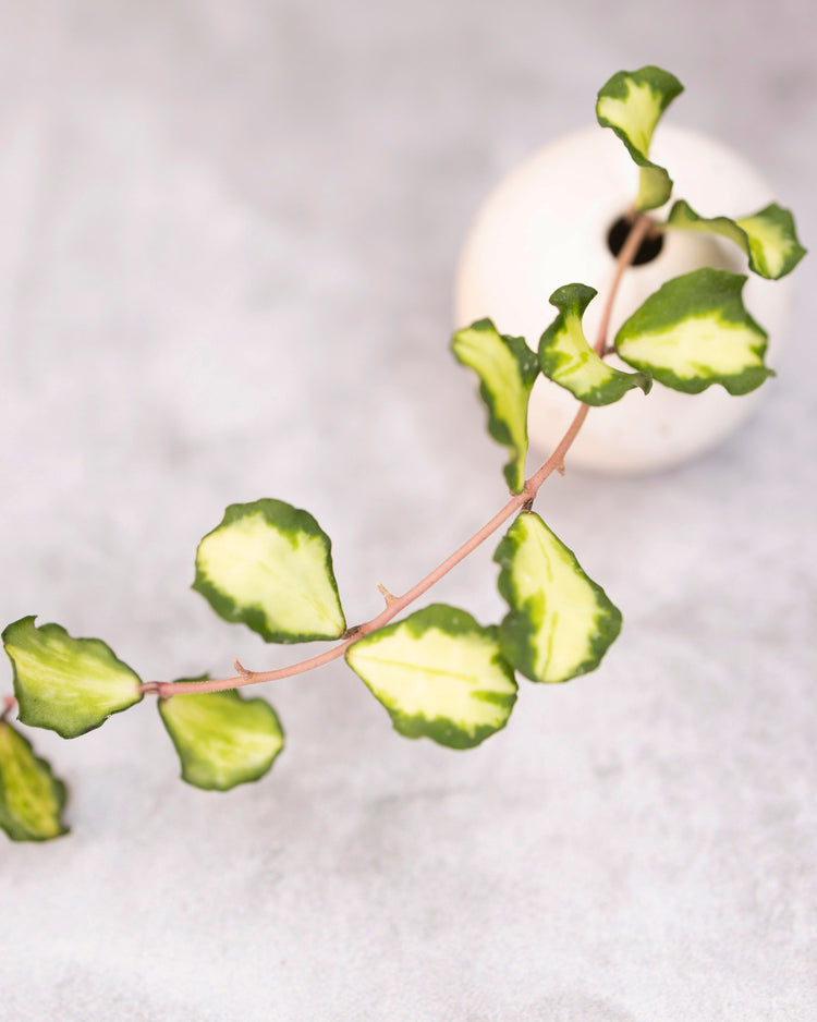 Cuttings – Hoya Cuttings