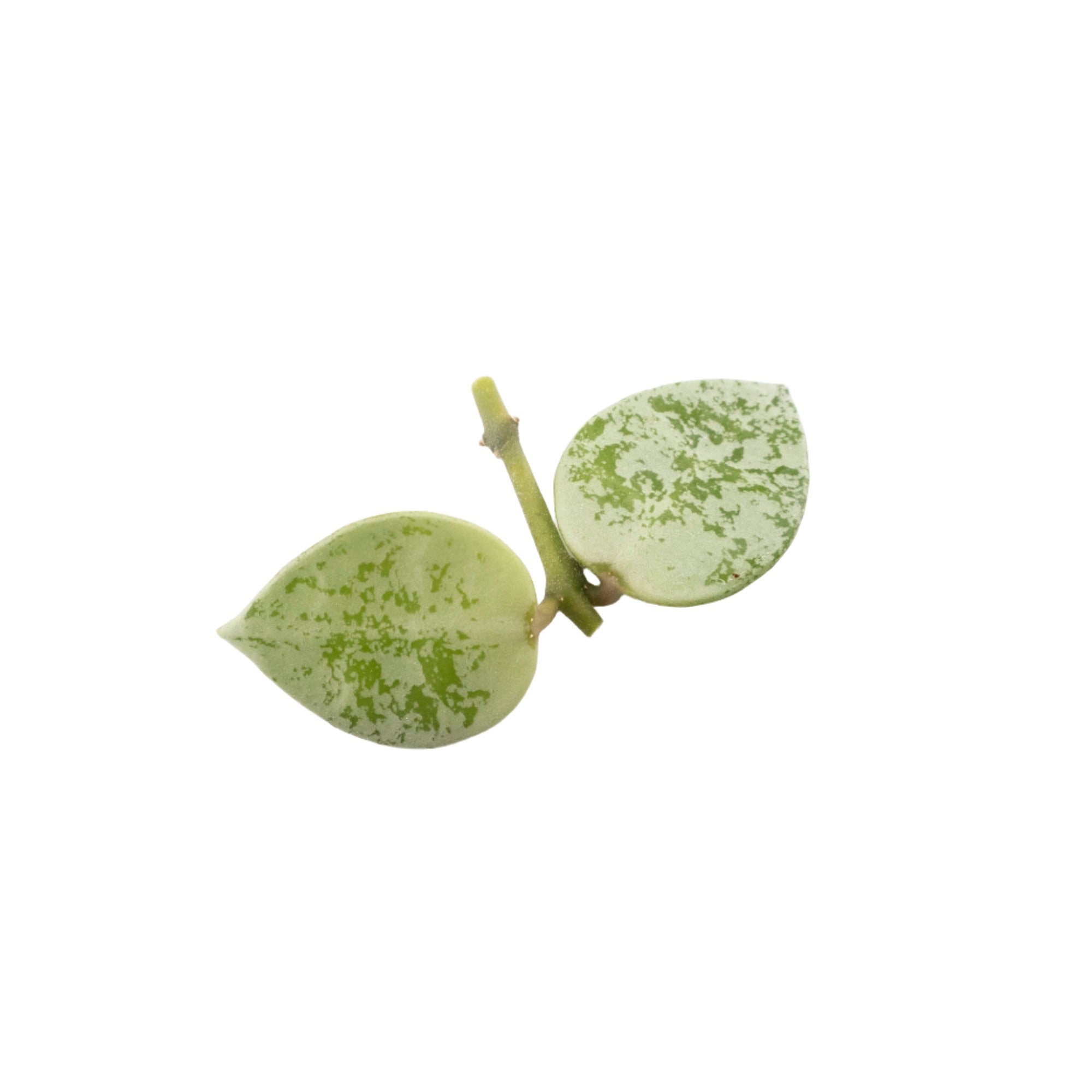 Hoya Lacunosa Lime Coin – Hoya Cuttings