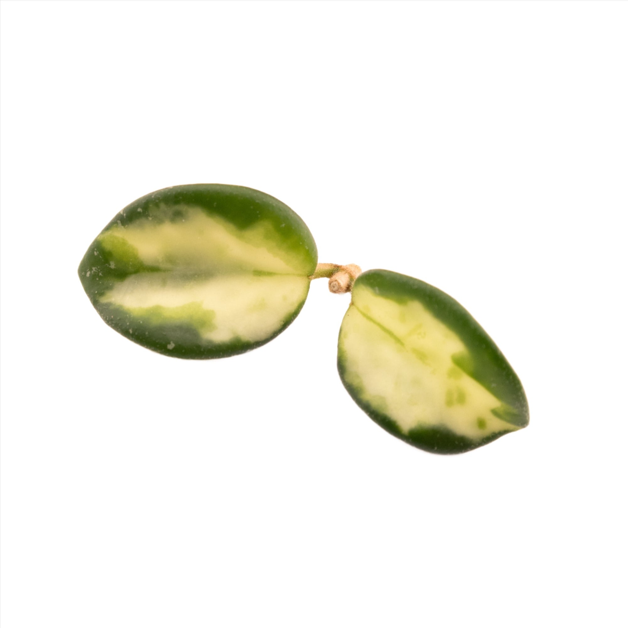 Hoya Mathilde Variegated – Hoya Cuttings