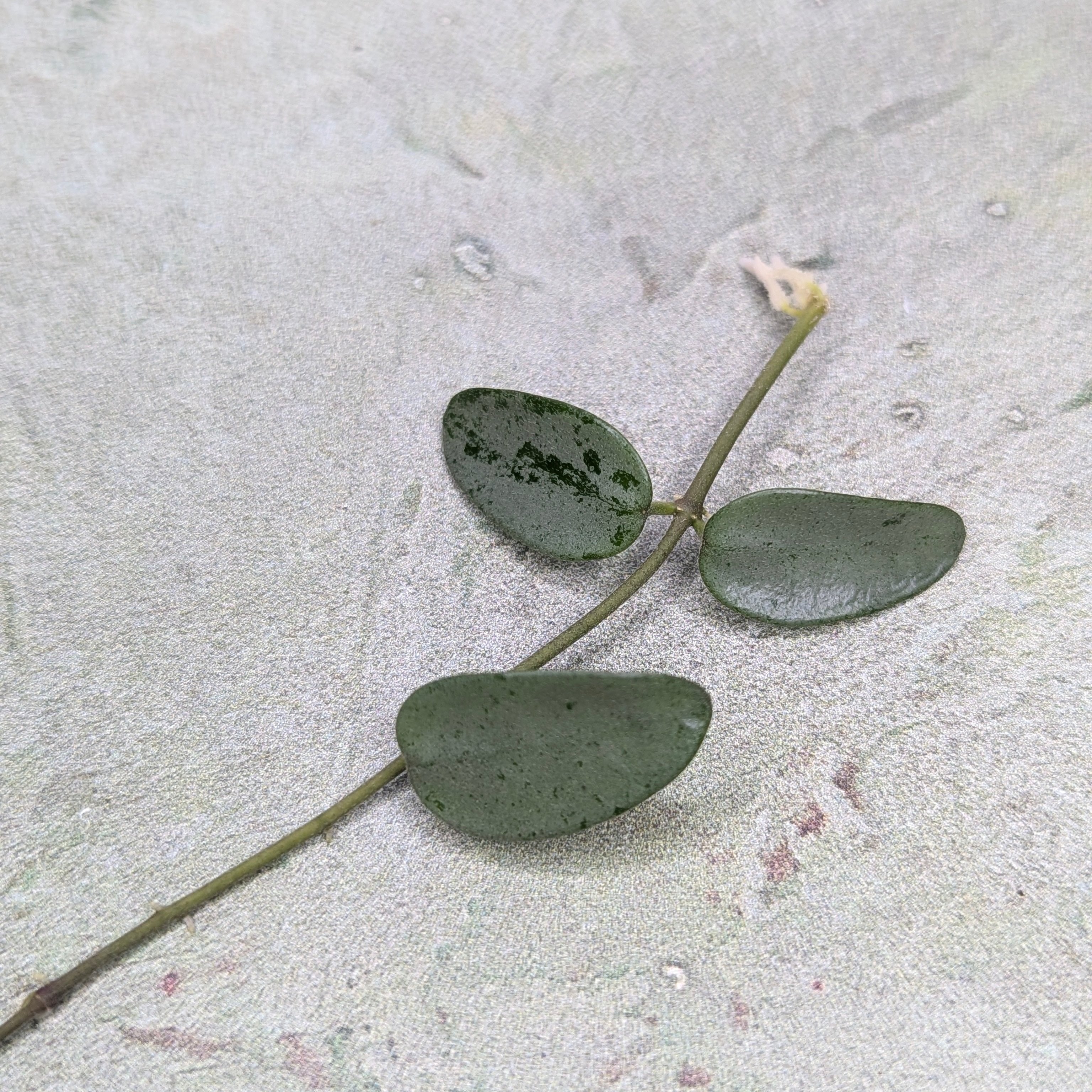 Hoya Lima Silver – Hoya Cuttings